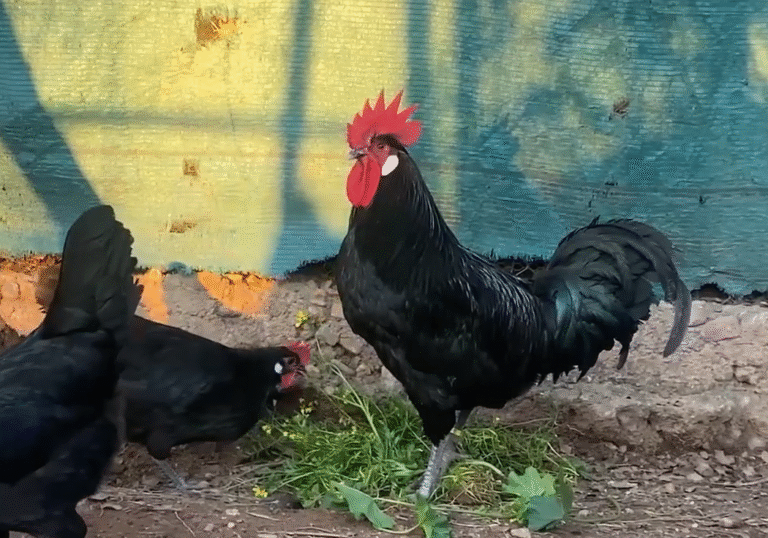🐔 Gallina Castellana Negra: La joya rústica de las razas aviares ...